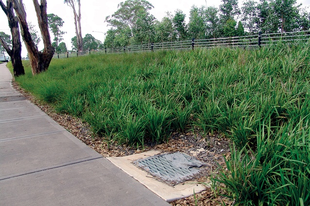 Green life for erosion control | Architecture Now